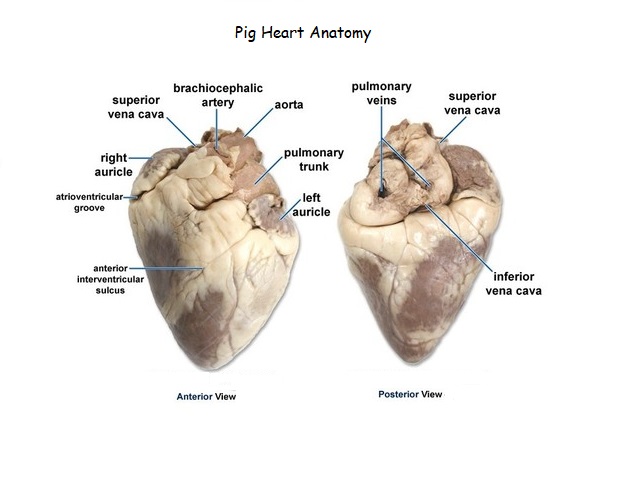 Heart Dissection Heart Dissection